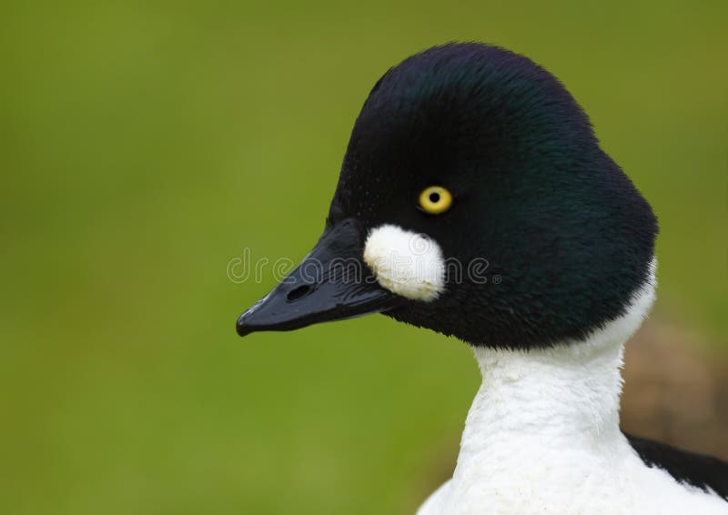 Common Goldeneye (Bucephala Clangula) Stock Photo - Image of beauty ...