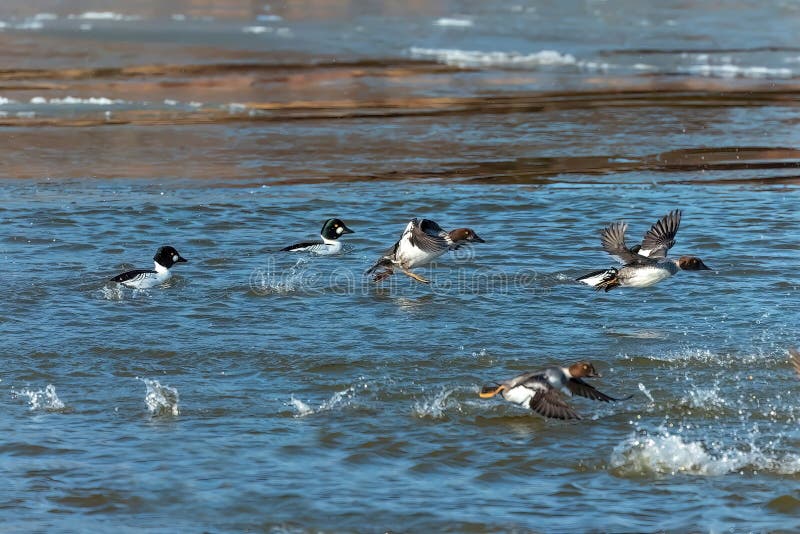 Common Goldeneye (Bucephala Clangula) Stock Photo - Image of animal ...