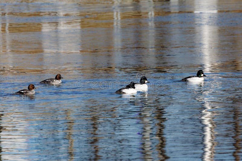 Common Goldeneye (Bucephala Clangula) Stock Image - Image of nature ...