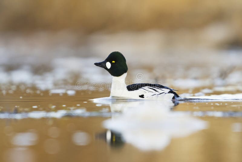 Common Goldeneye (Bucephala Clangula) Male Swimming in the River Stock ...