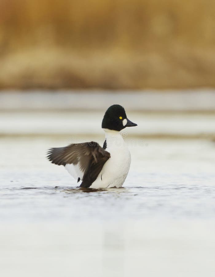 Common Goldeneye (Bucephala Clangula) Male Wing Flap in the River Stock ...