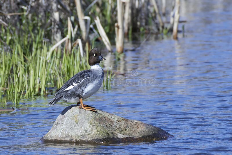 Common Goldeneye Bucephala Clangula Stock Image - Image of bird, animal ...