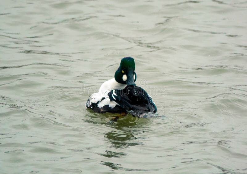 Common Goldeneye Drake stock photo. Image of watching - 89607406