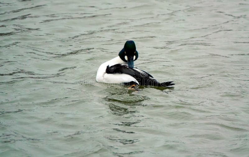 Common Goldeneye Drake stock image. Image of diving, outstretched ...