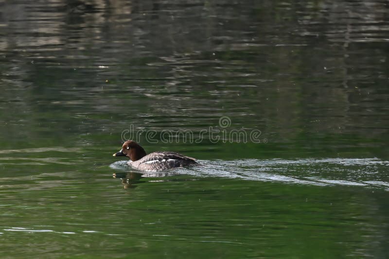 Common Goldeneye Duck Swims on the River during Spring Migration Stock ...