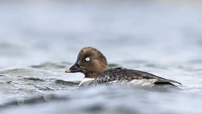 Common Goldeneye stock photo. Image of goldeneye, fauna - 57204828