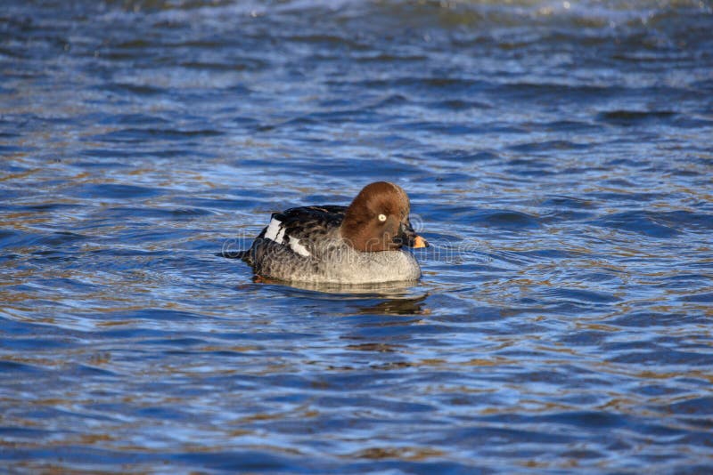 Common Goldeneye Female stock image. Image of adult - 240975579