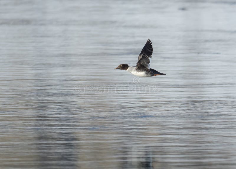 Common goldeneye in flight stock image. Image of water - 265885897