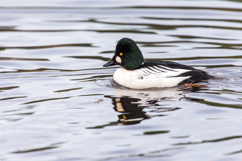 Common Goldeneye duck stock image. Image of water, common - 153523563