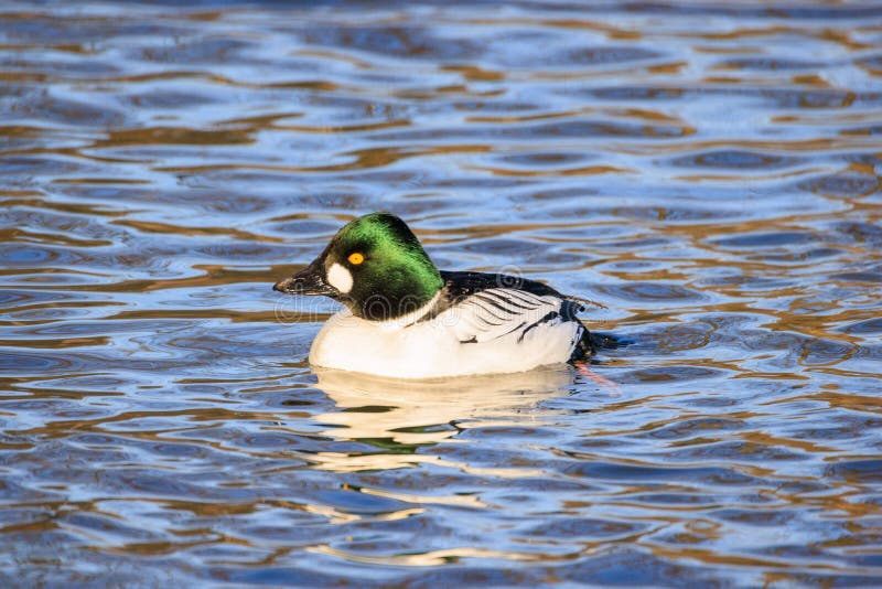 Common Goldeneye Male stock photo. Image of yellow, duck - 240975622