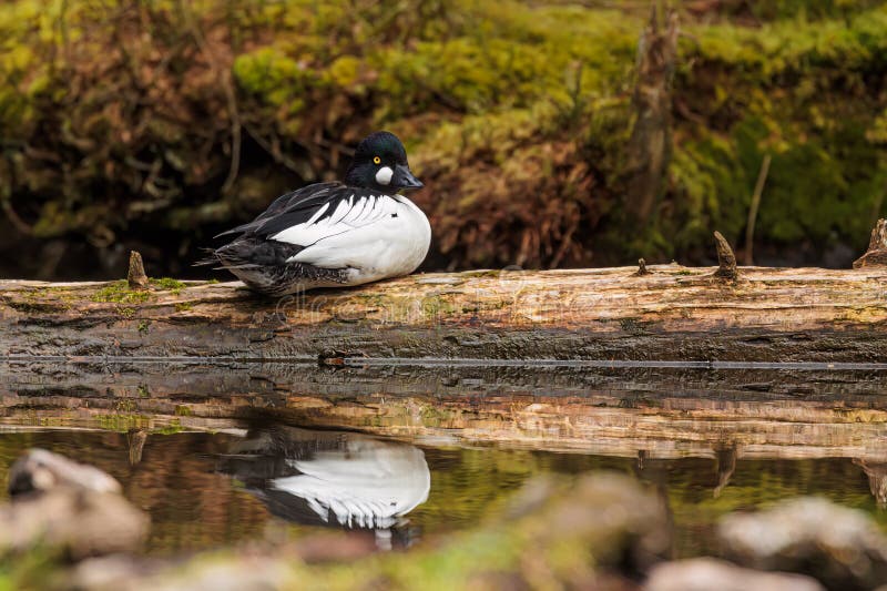 The Common Goldeneye or Simply Goldeneye (Bucephala Clangula Stock ...