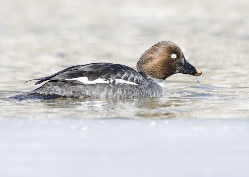 Common Goldeneye Swimming in the Lake in Spring Time Stock Image ...