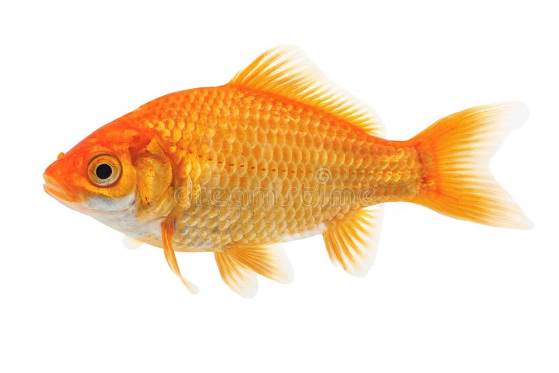 Common Gold fish stock photo. Image of single, isolated - 257847932