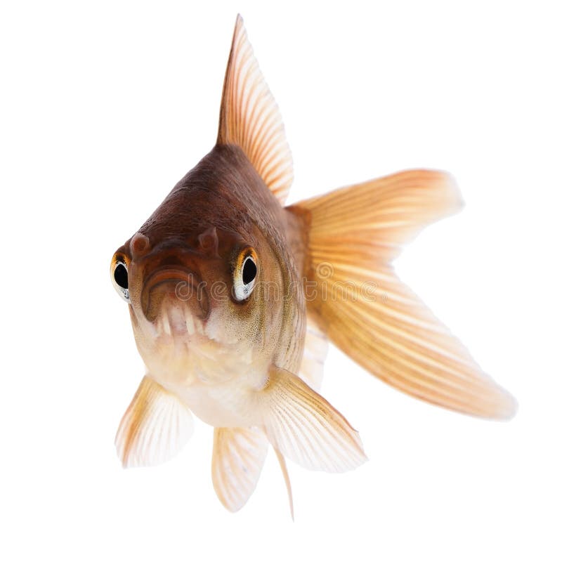 Common Gold Fish Looks at You Stock Photo - Image of looks, golden ...