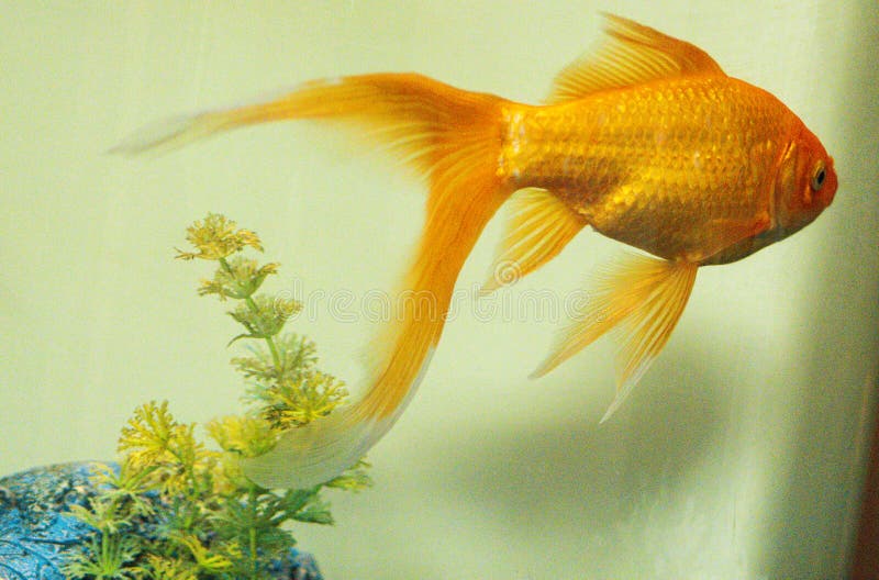 Common Goldfish Pet stock photo. Image of giant, single - 257111428