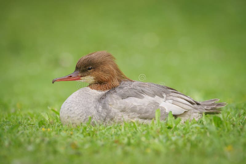 Common goosander stock image. Image of grass, people - 55742201