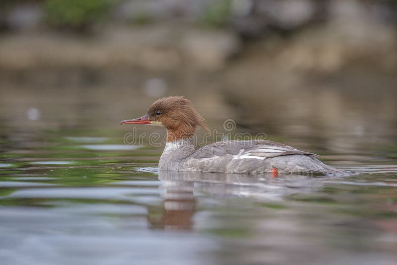 Common Goosander (merganser) Stock Image - Image of baby, bird: 59795585