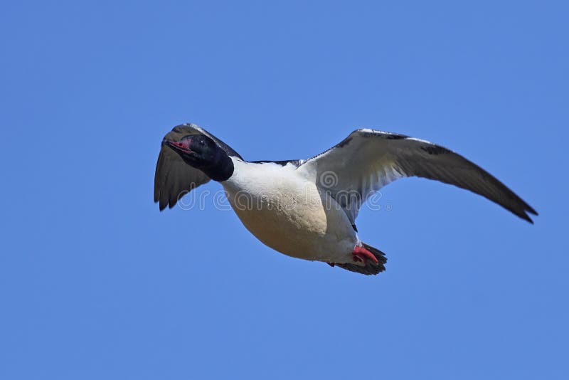 Common Goosander Mergus Merganser Stock Image - Image of animal ...