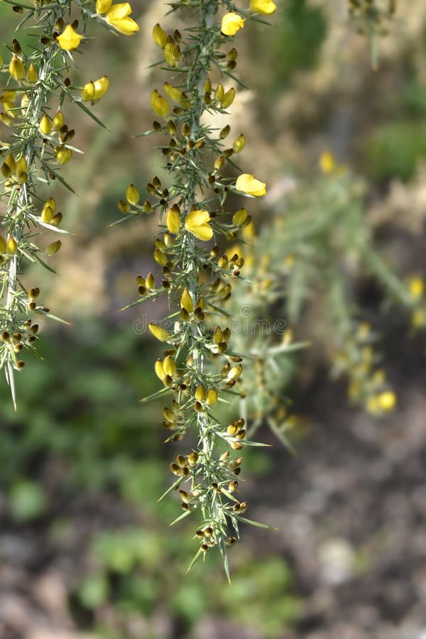 Common gorse stock image. Image of yellow, leaf, green - 237030603