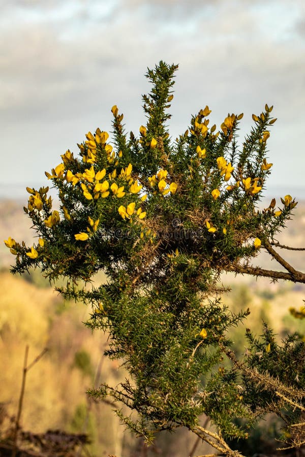 Common Gorse Bush and Flowers Up Close in Front of the Moors Stock ...