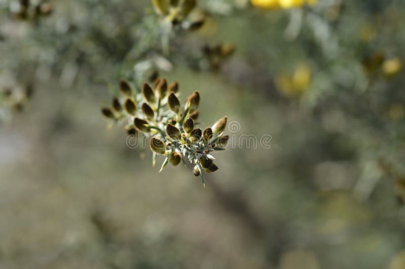 Common gorse stock photo. Image of close, common, outdoors - 273439112