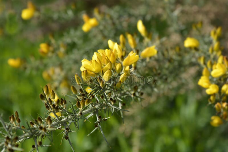 Common gorse stock photo. Image of garden, shrub, green - 238711556