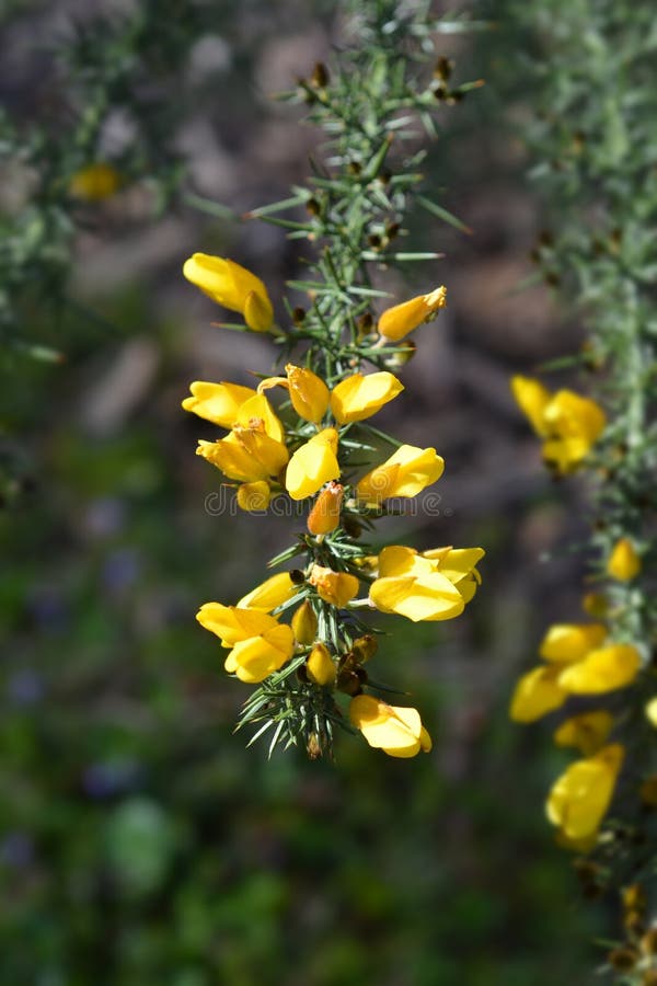 Common gorse stock image. Image of corse, outdoors, garden - 239911825
