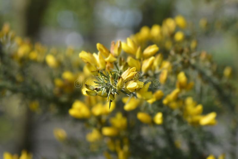 Common gorse stock image. Image of shrub, garden, flower - 245283873
