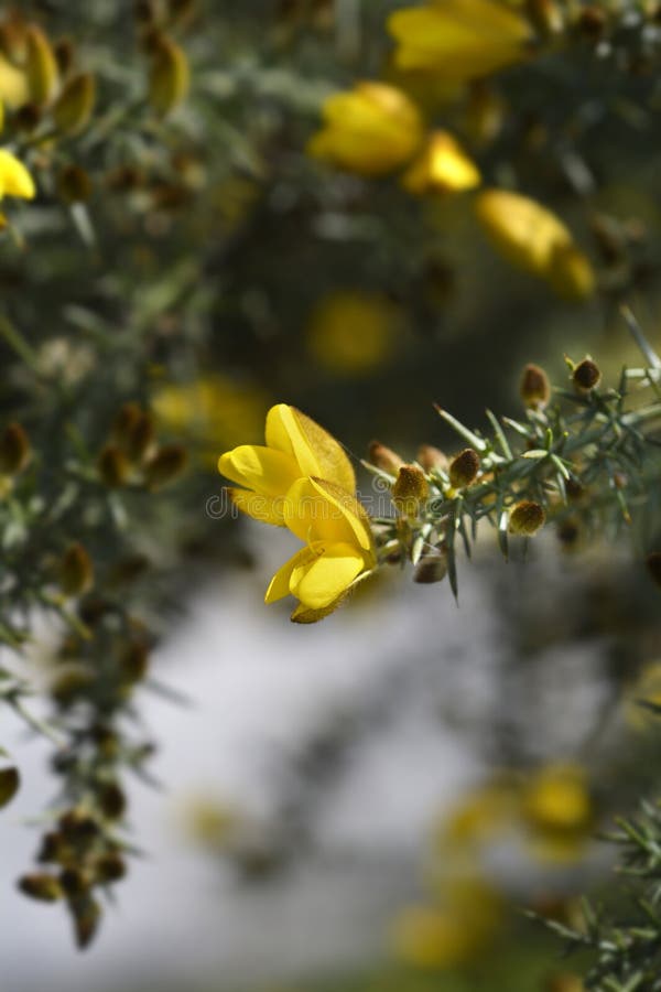 Common gorse stock image. Image of europaeus, outdoors - 274376121