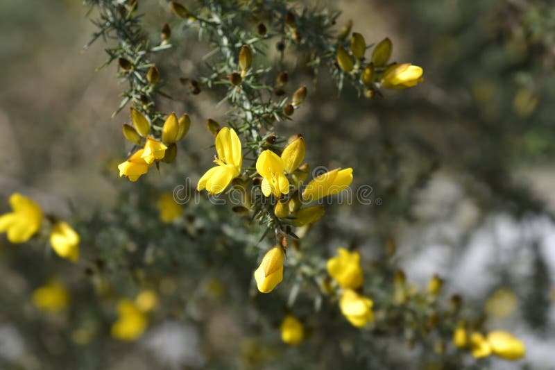 Common gorse stock image. Image of yellow, furze, spring - 275205177