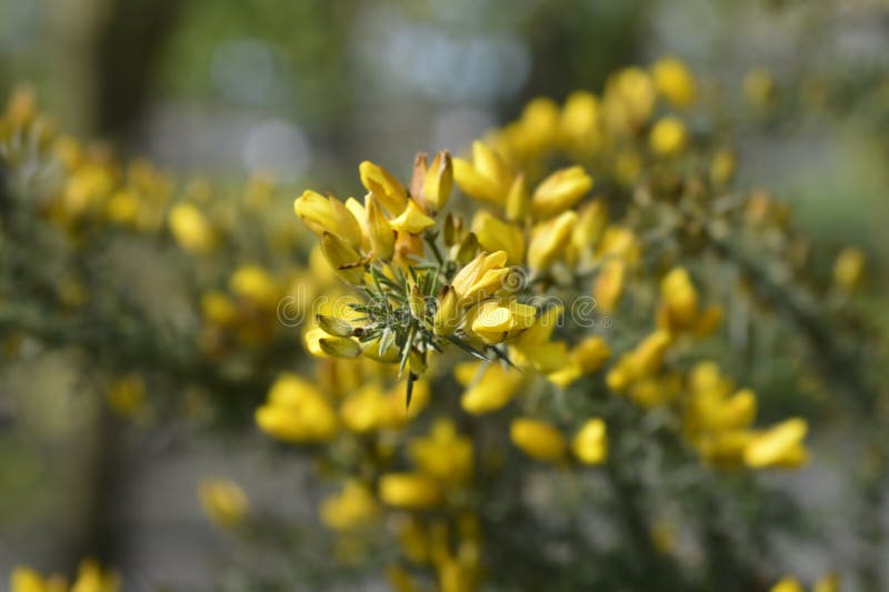Common gorse stock photo. Image of common, whin, ulex - 275615672