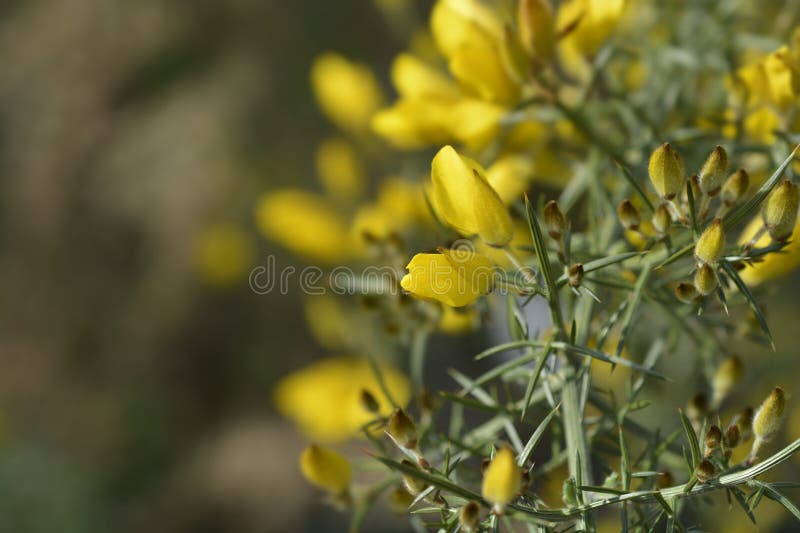 Common gorse stock image. Image of botany, spring, nature - 279200541