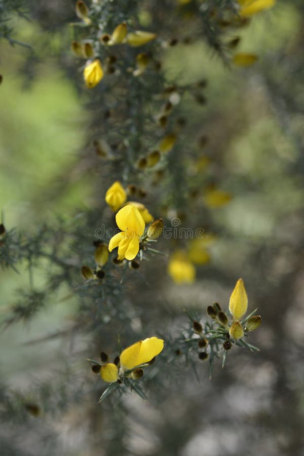 Common gorse stock image. Image of yellow, europaeus - 275892909