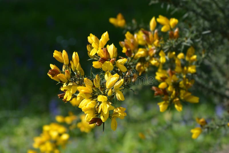 Common gorse stock photo. Image of spring, green, flower - 148208108