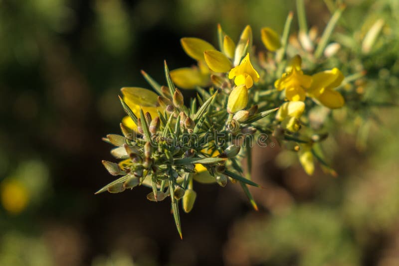 Common Gorse Ulex Europaeus Stock Photo - Image of history, furse ...