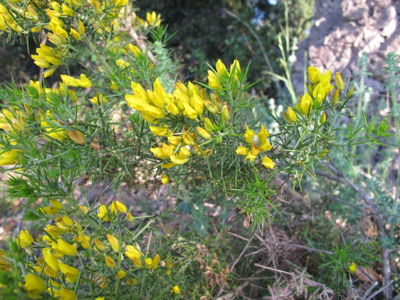 Common Gorse, Ulex Europaeus Stock Photo - Image of hypericum, flowers ...