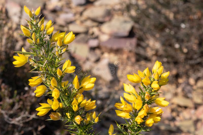 Common Gorse Ulex Europaeus Flowers Stock Image - Image of europaeus ...
