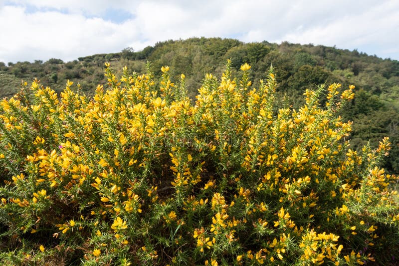 Common Gorse (ulex Europaeus) Flowers Stock Photo - Image of europaeus ...