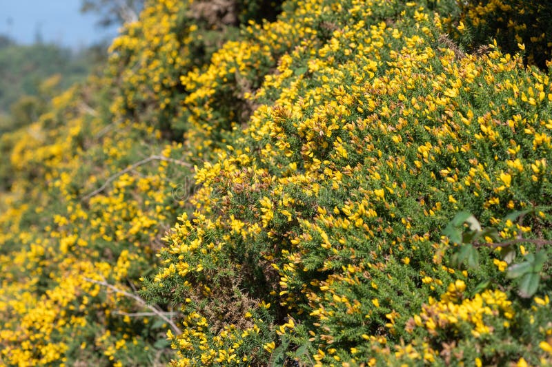 Common Gorse (ulex Europaeus) Flowers Stock Image - Image of outdoor ...