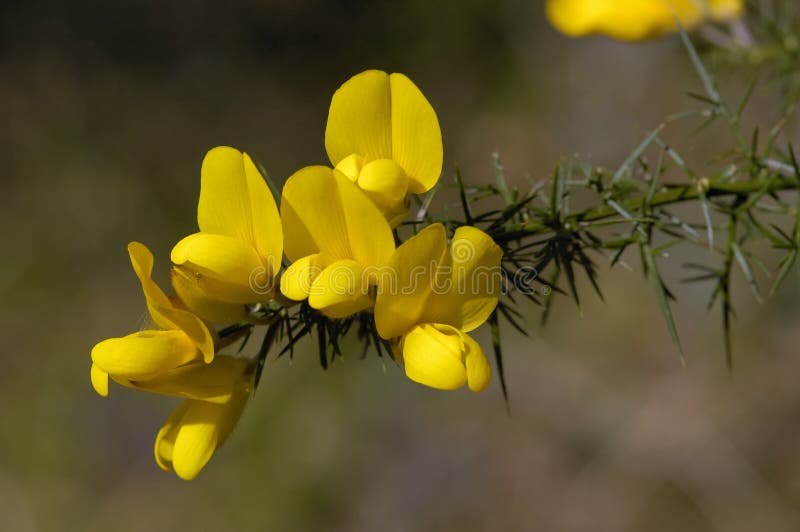 Common Gorse stock photo. Image of thorns, thorny, spiny - 85236488