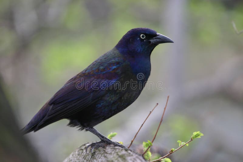 Common grackle stock image. Image of central, nature, shiny - 1189231