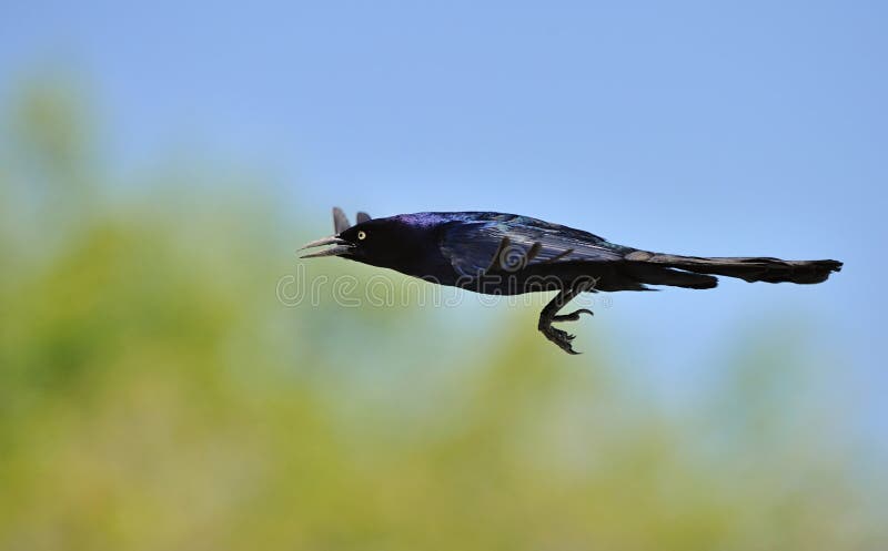 Common grackle stock image. Image of bird, american, quiscalus - 24880815