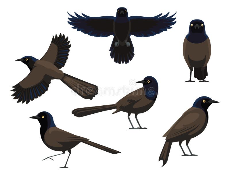 Common Grackle Bird Various Poses Cartoon Vector Character Stock Vector ...