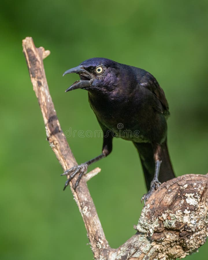 Common Grackle stock image. Image of branch, irridescent - 19619943