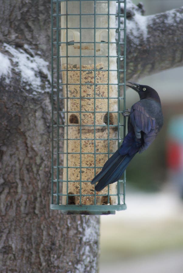Common Grackle stock image. Image of feeding, winter - 274805979