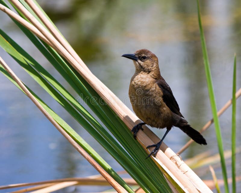 Common Grackle (Female) stock photo. Image of blue, brown - 2308400
