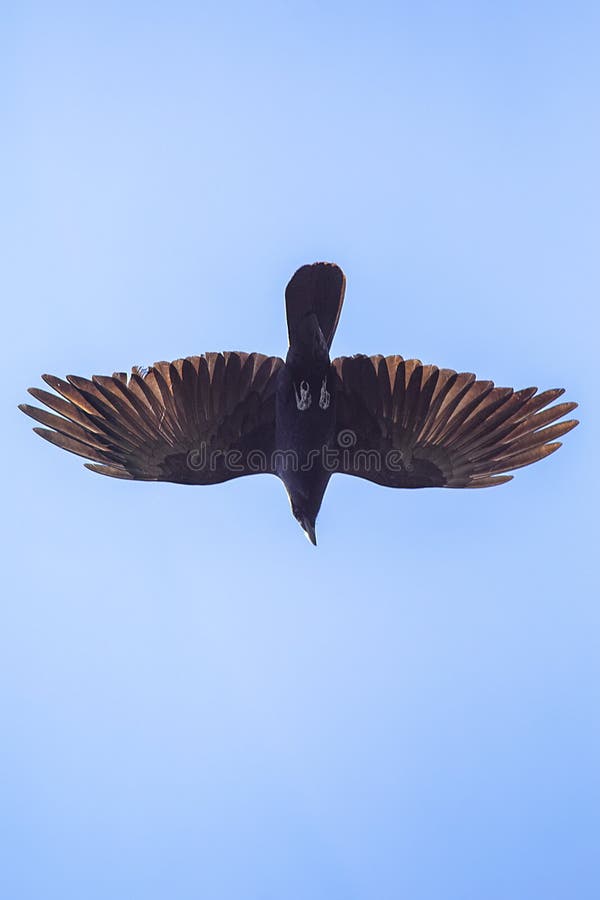 Common Grackle Bird or Quiscalus Quiscula Stock Photo - Image of grass ...
