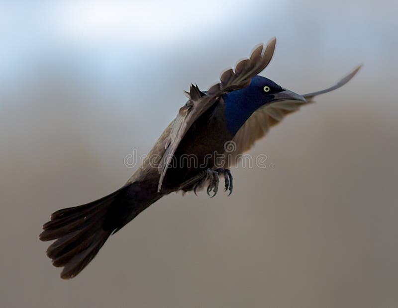 Common Grackle stock image. Image of nature, wild, jack - 70840935