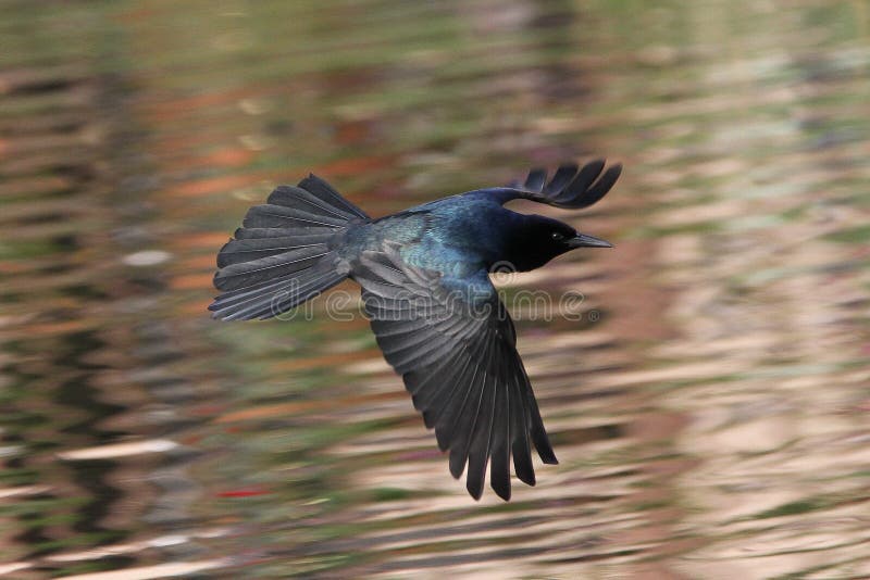 Common Grackle in Flight stock image. Image of avian - 138227559