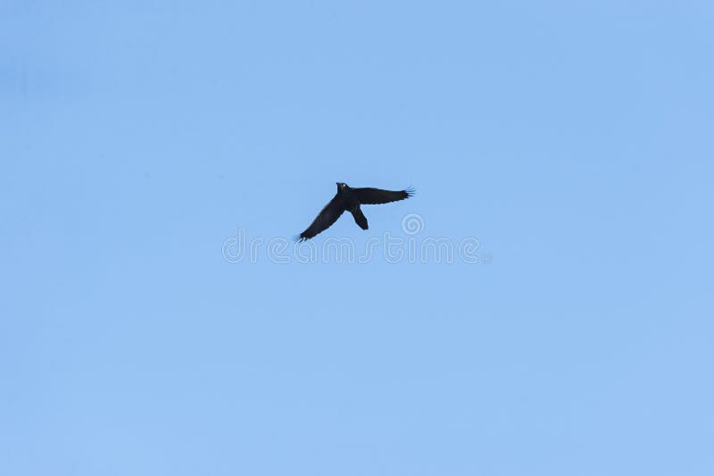 Common Grackle in Flight with Wings Low Stock Photo - Image of ...